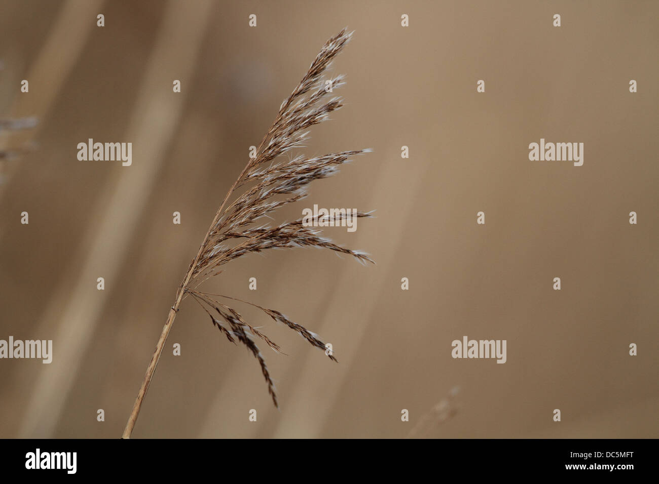 Common Reed, Phragmites australis, single stem Stock Photo - Alamy