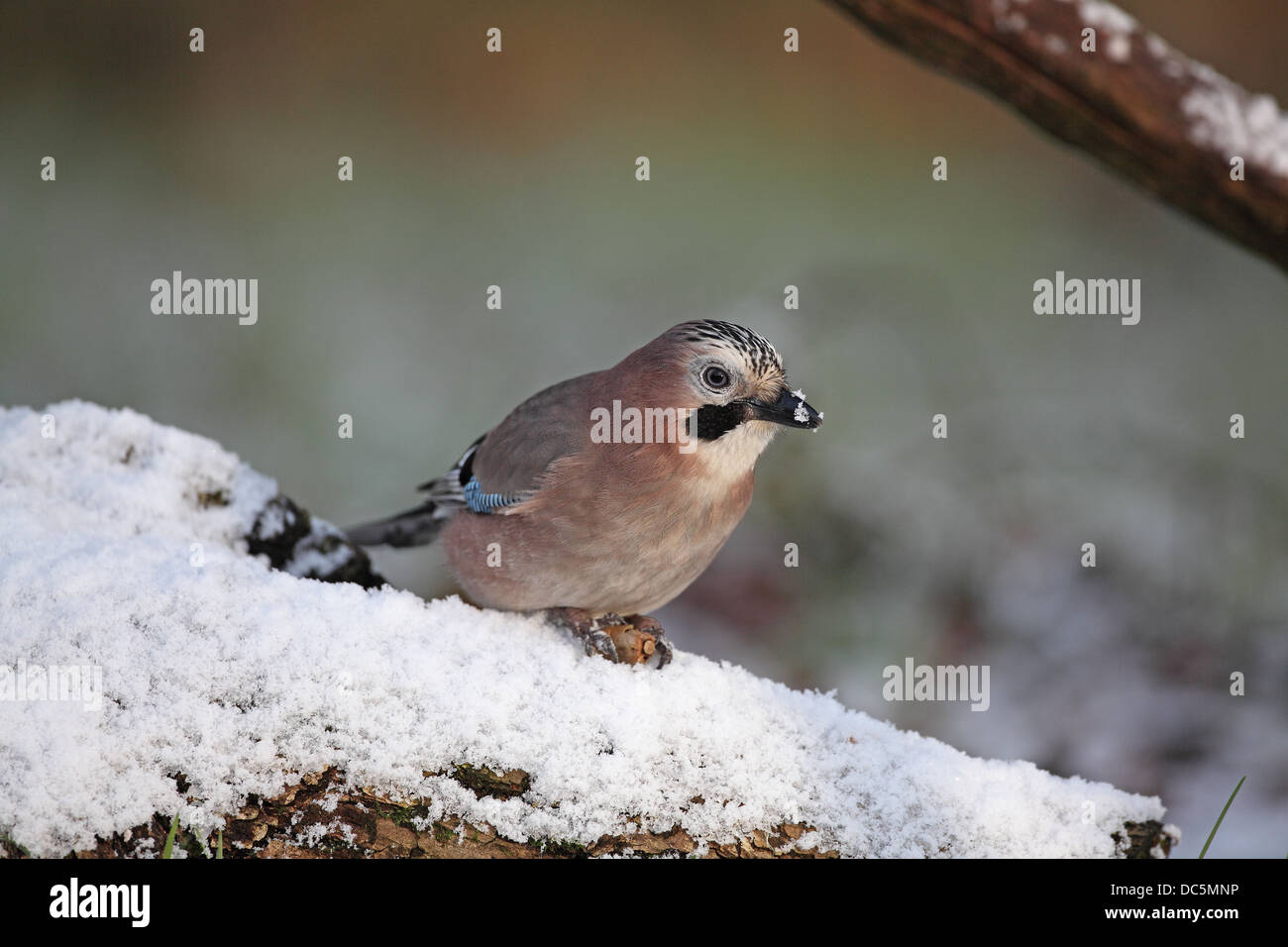 Eurasian jay and acorn hi-res stock photography and images - Alamy