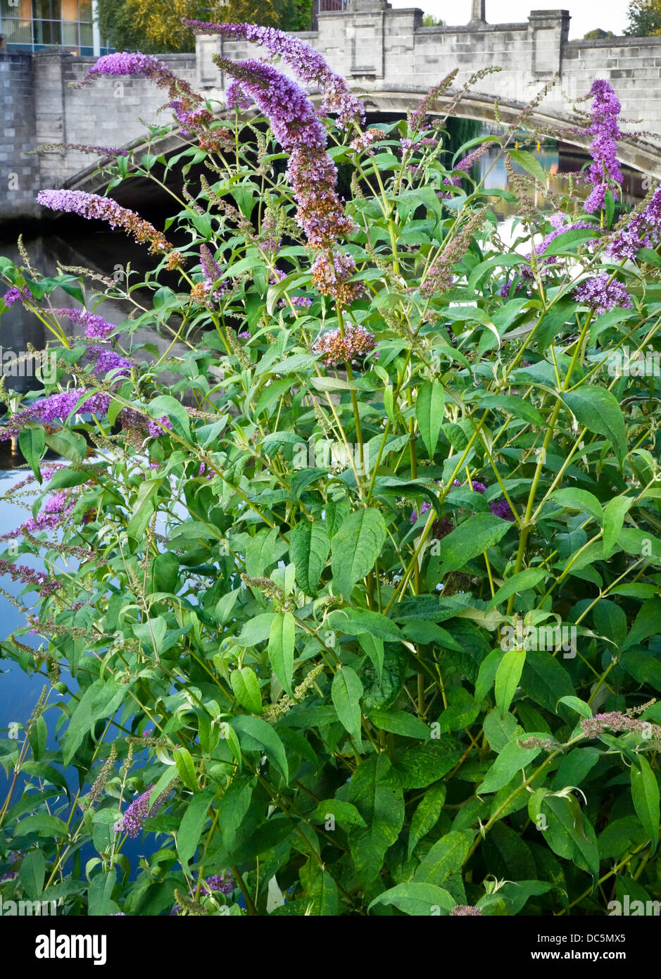 Buddleia davidii hi-res stock photography and images - Alamy