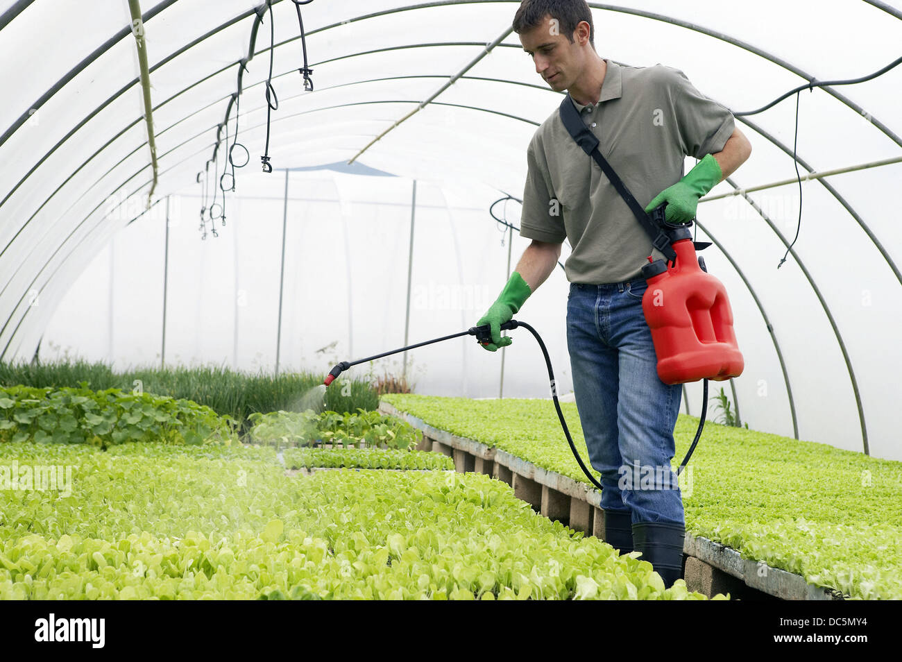 Spray irrigation lettuce hi-res stock photography and images - Alamy