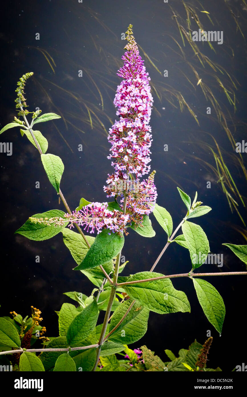 Buddleia davidii hi-res stock photography and images - Alamy