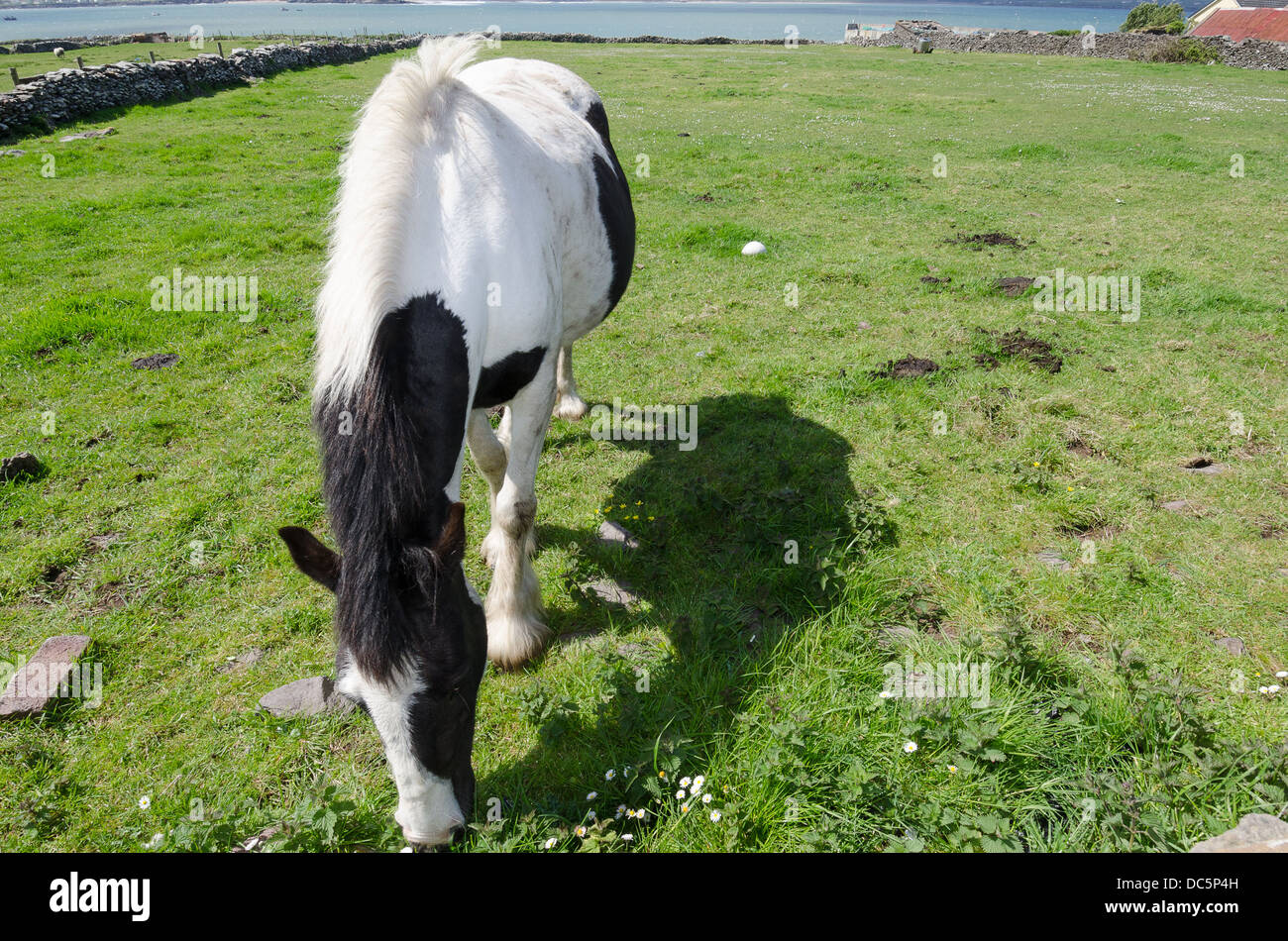 Rural scene in dingle, Ireland Stock Photo - Alamy