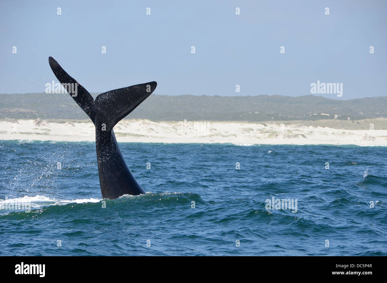 Southern Right whale flipping its tail in Walker Bay, Hermanus, South ...