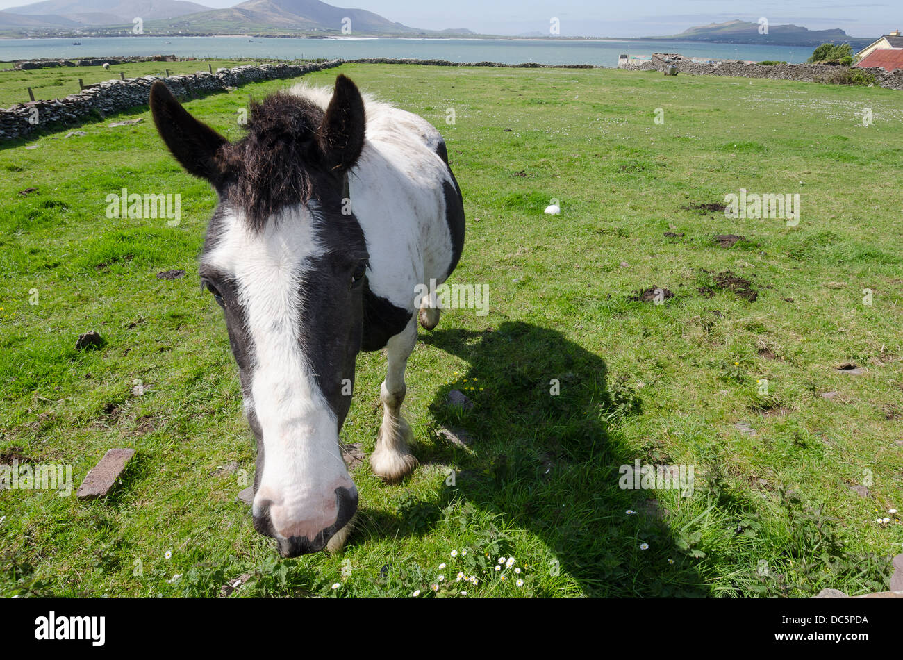 Rural scene in dingle, Ireland Stock Photo - Alamy