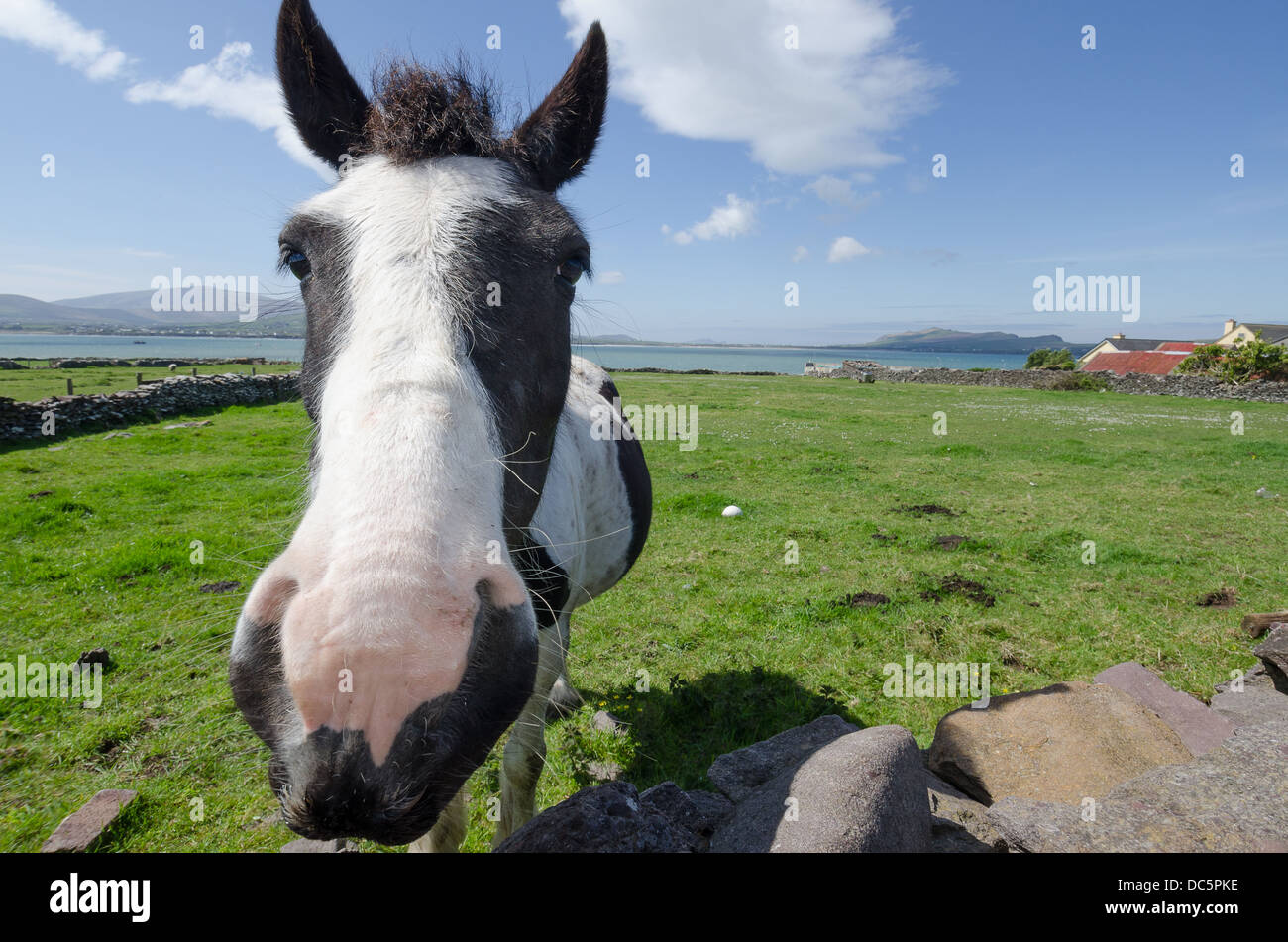 Rural scene in dingle, Ireland Stock Photo - Alamy