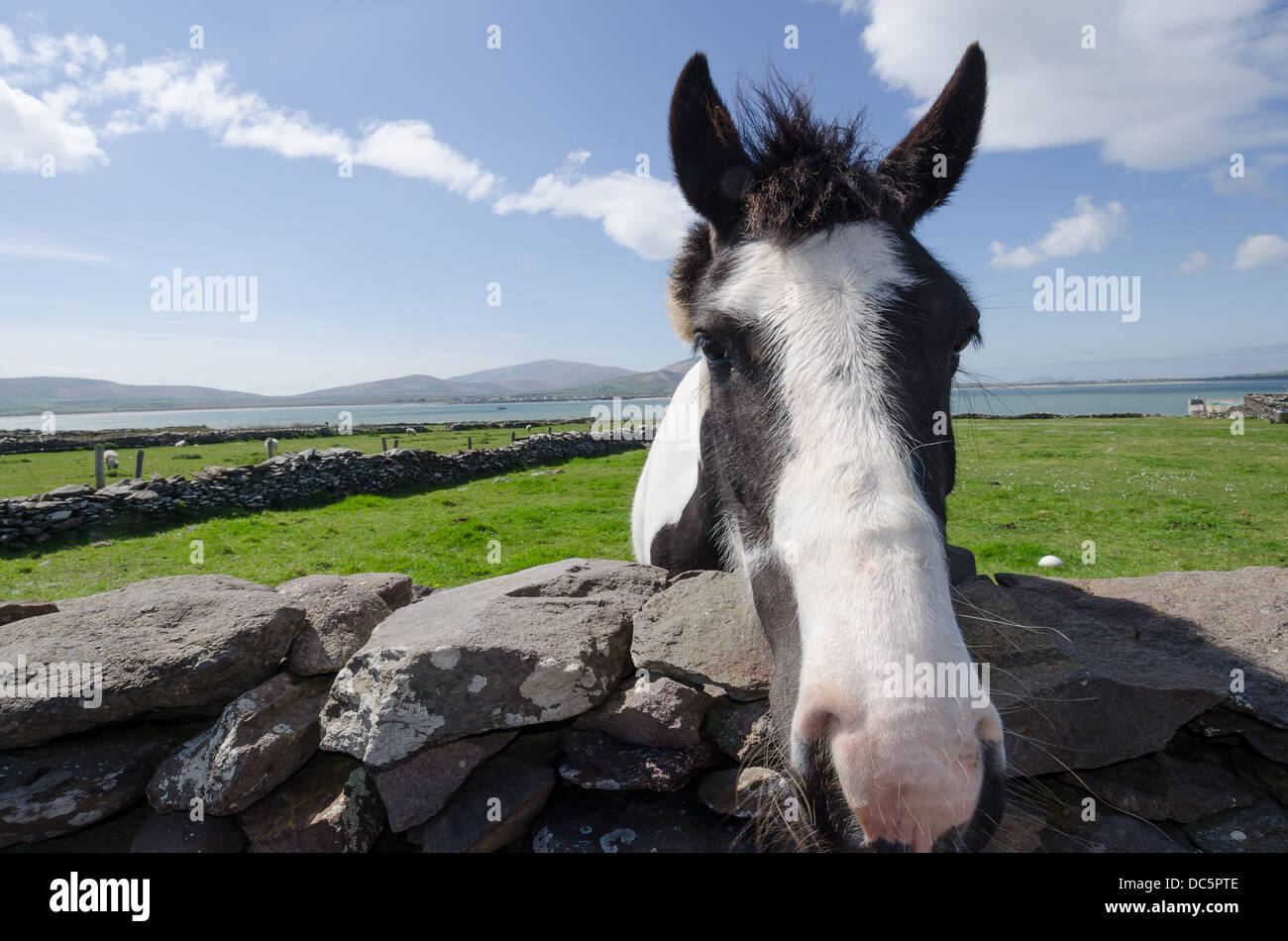 Ireland irish farm farmer hi-res stock photography and images - Alamy