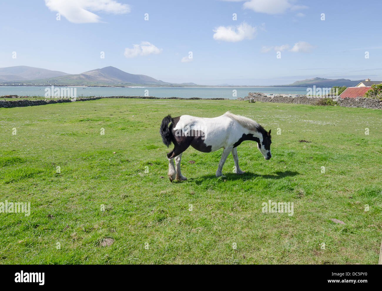 Rural scene in dingle, Ireland Stock Photo - Alamy