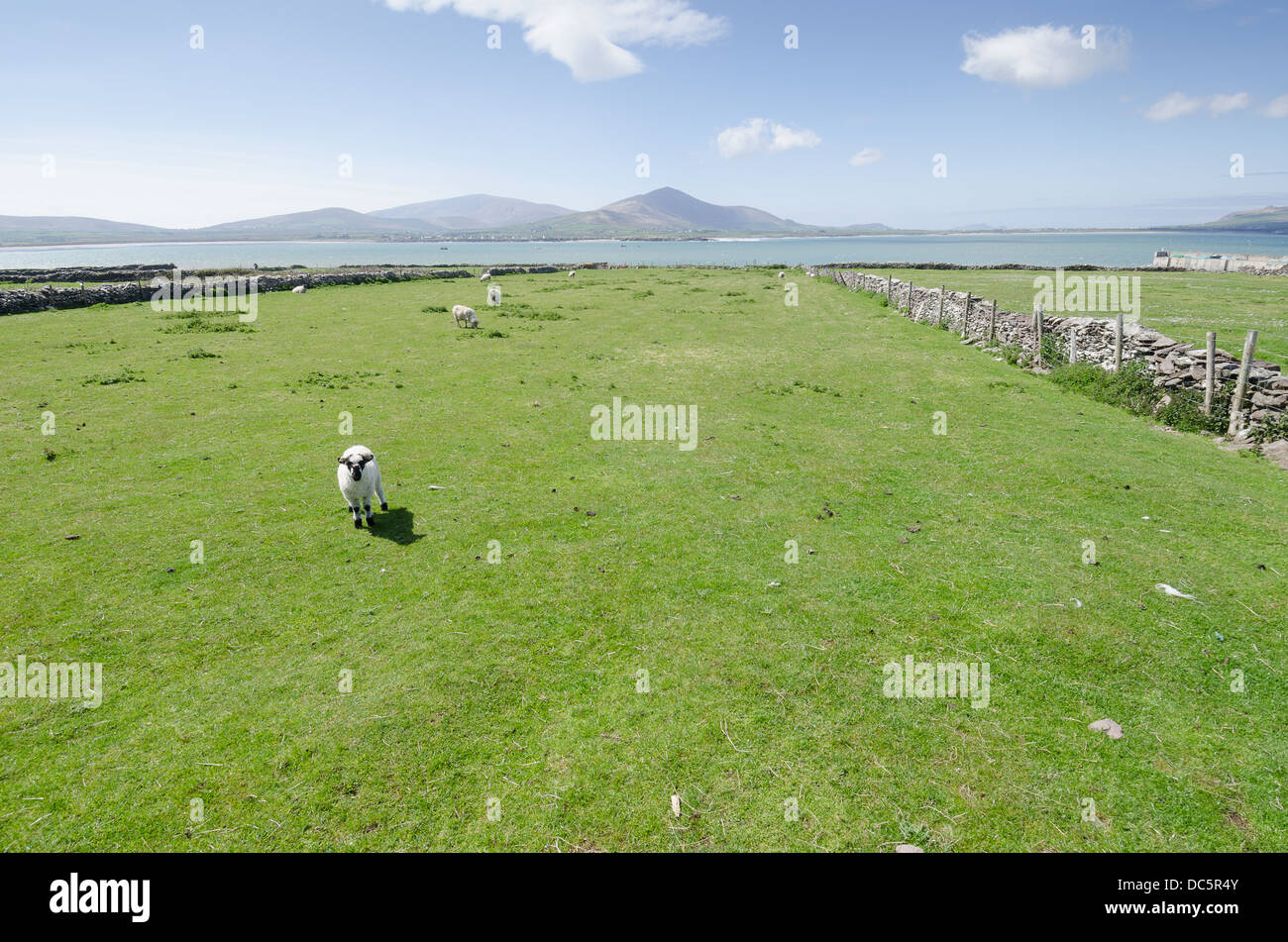 Rural scene in dingle, Ireland Stock Photo - Alamy