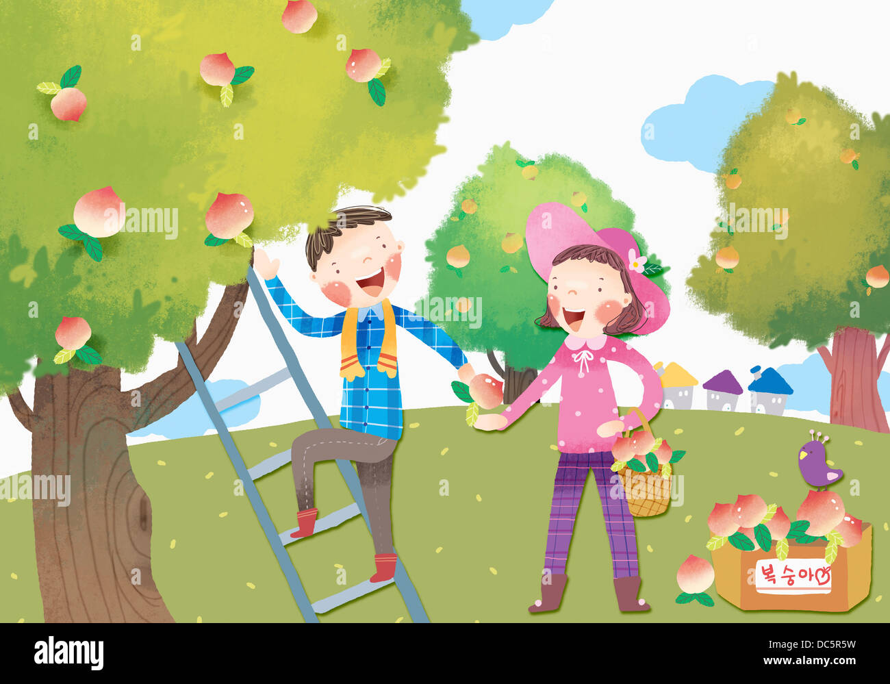 Step ladder picking fruit hi-res stock photography and images - Alamy