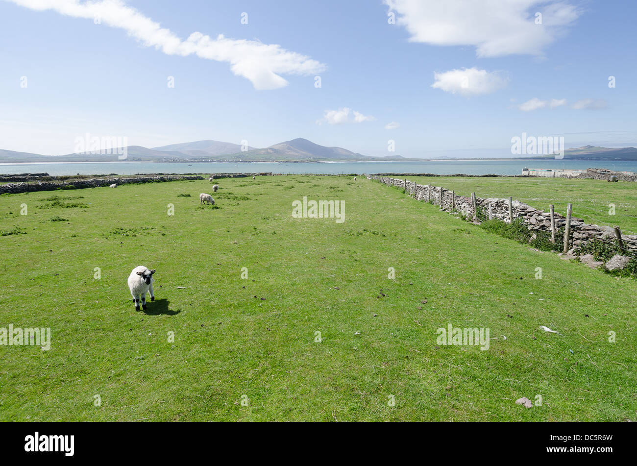 Rural scene in dingle, Ireland Stock Photo - Alamy