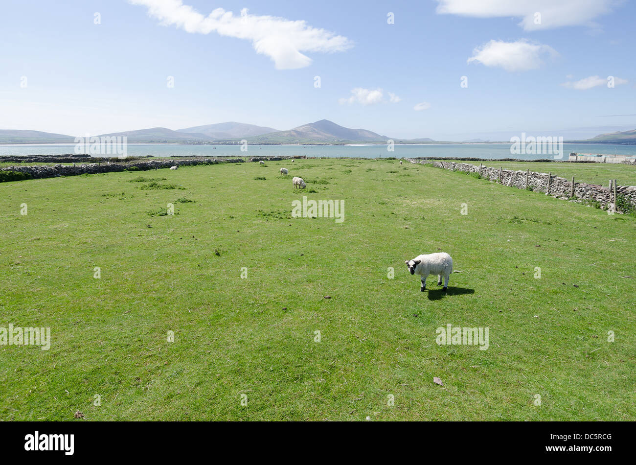 Rural scene in dingle, Ireland Stock Photo - Alamy