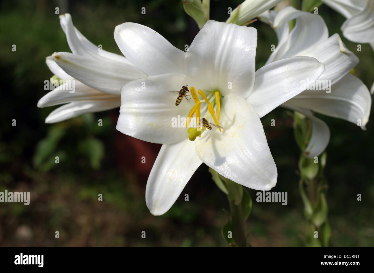 like a wasp fly (Syrphidae) sucking nectar from Lilies Stock Photo - Alamy
