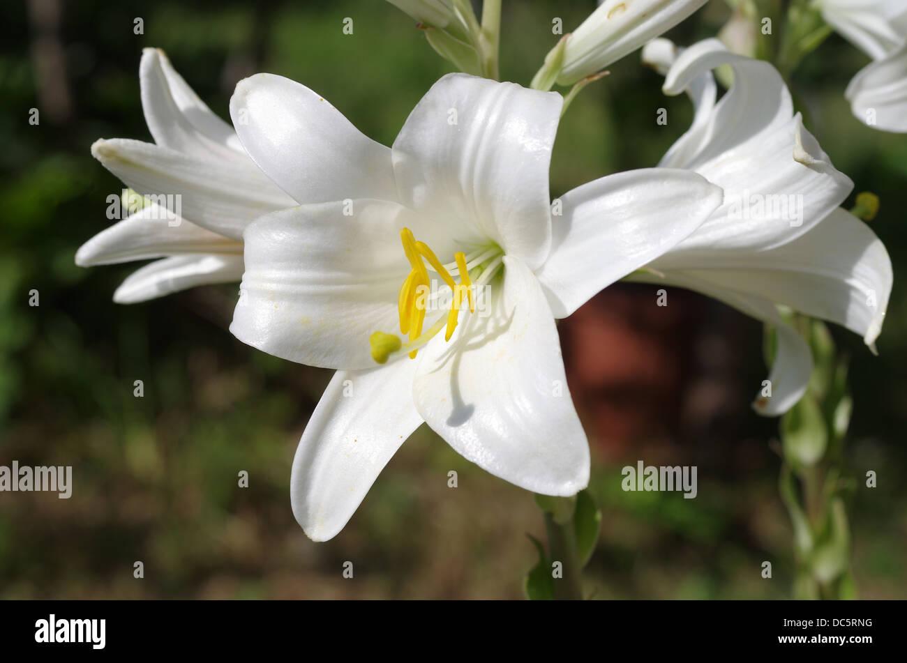 Open white lilies hi-res stock photography and images - Alamy