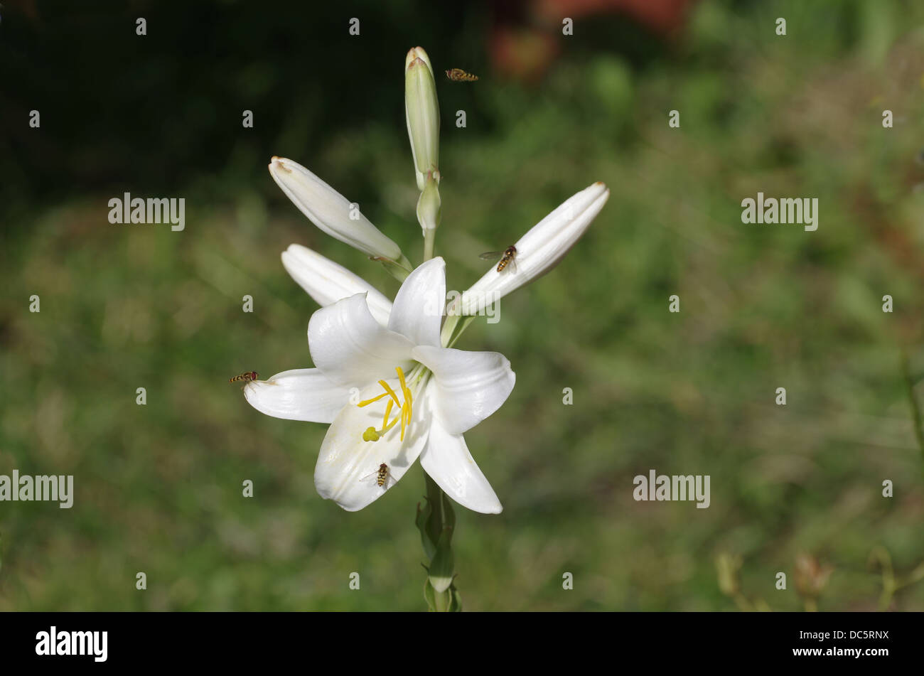 like a wasp fly (Syrphidae) sucking nectar from Lilies Stock Photo - Alamy