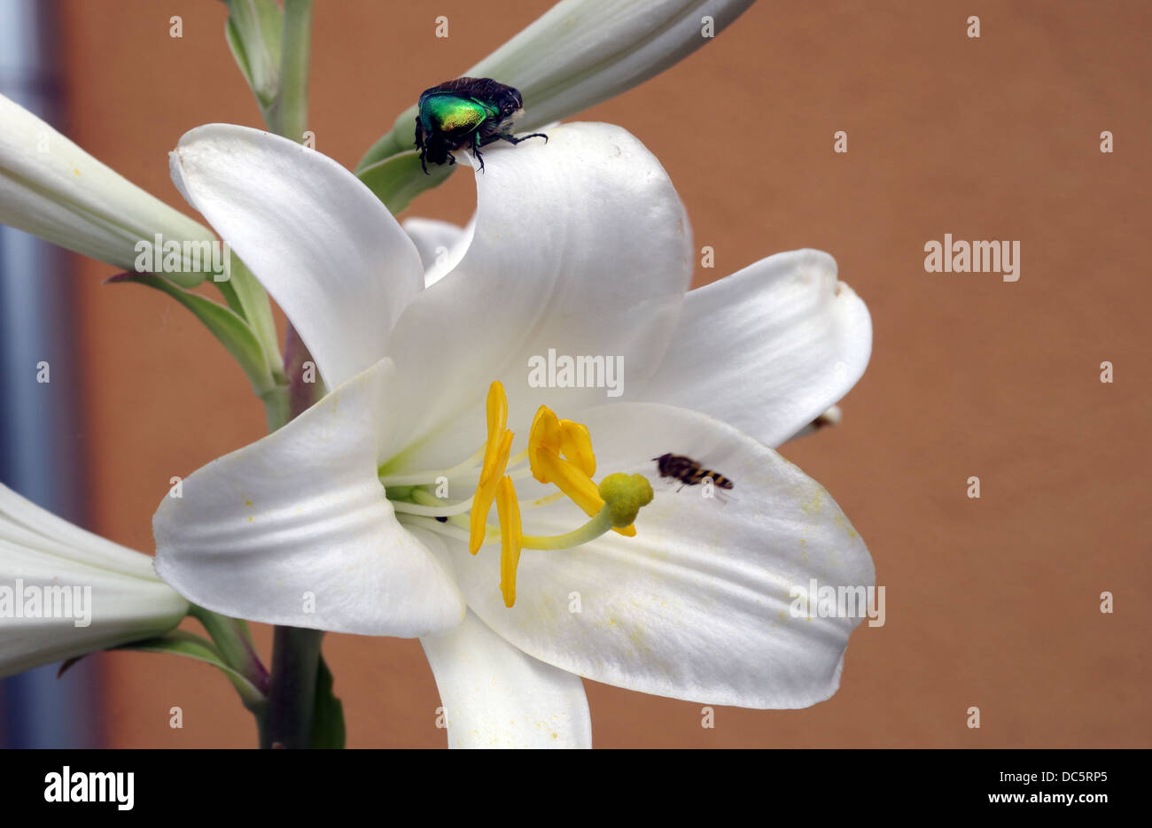 Blooming lily. Beetle and fly to eat Stock Photo - Alamy