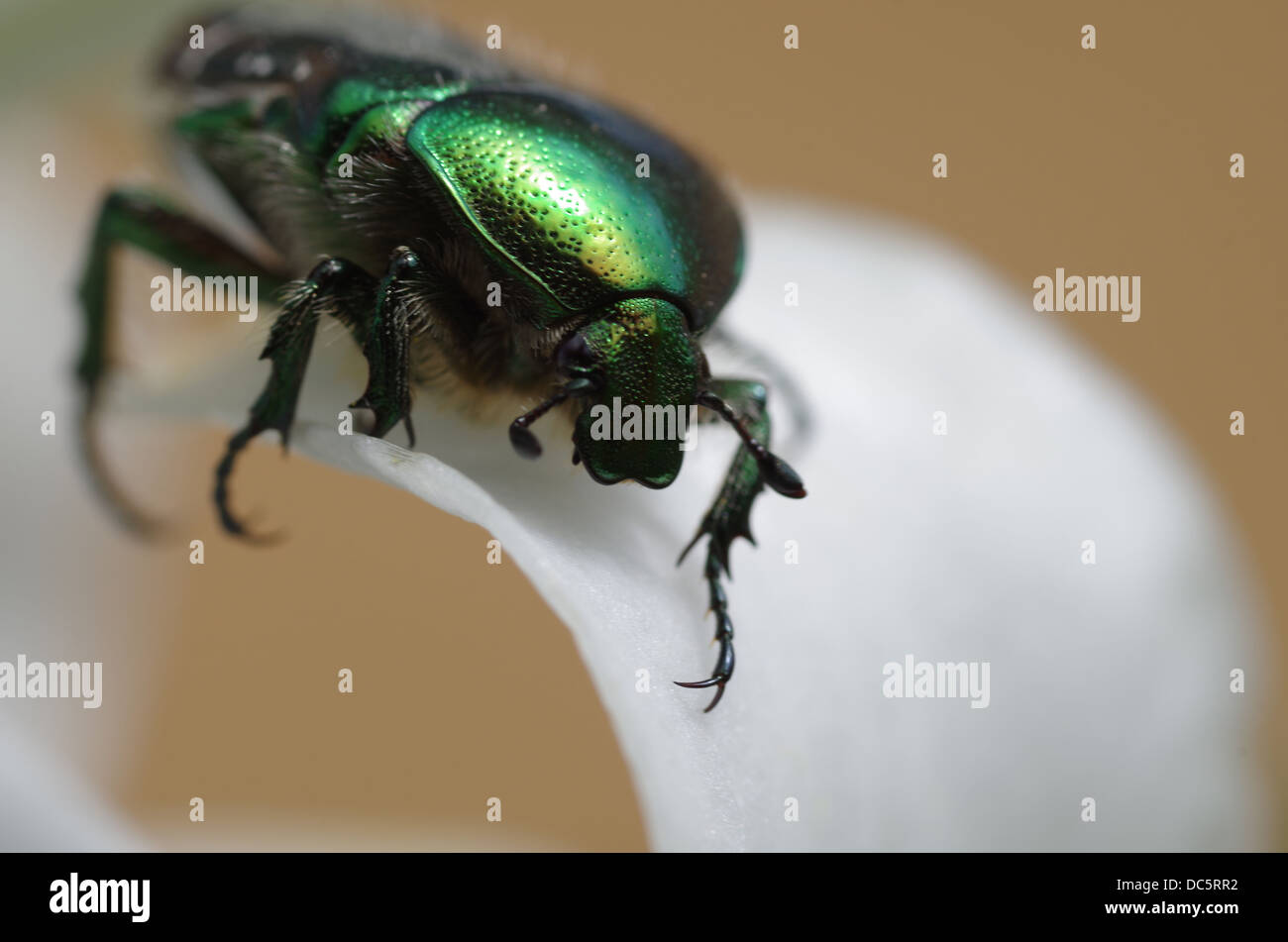 Beetle Exoskeleton Name
