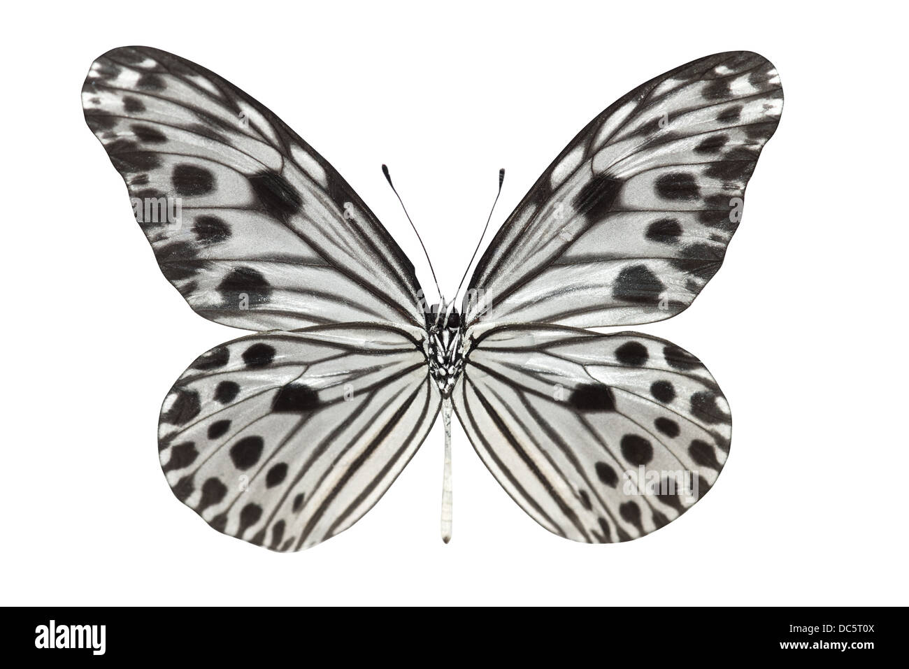 Butterfly (Idea lynceus Stock Photo - Alamy
