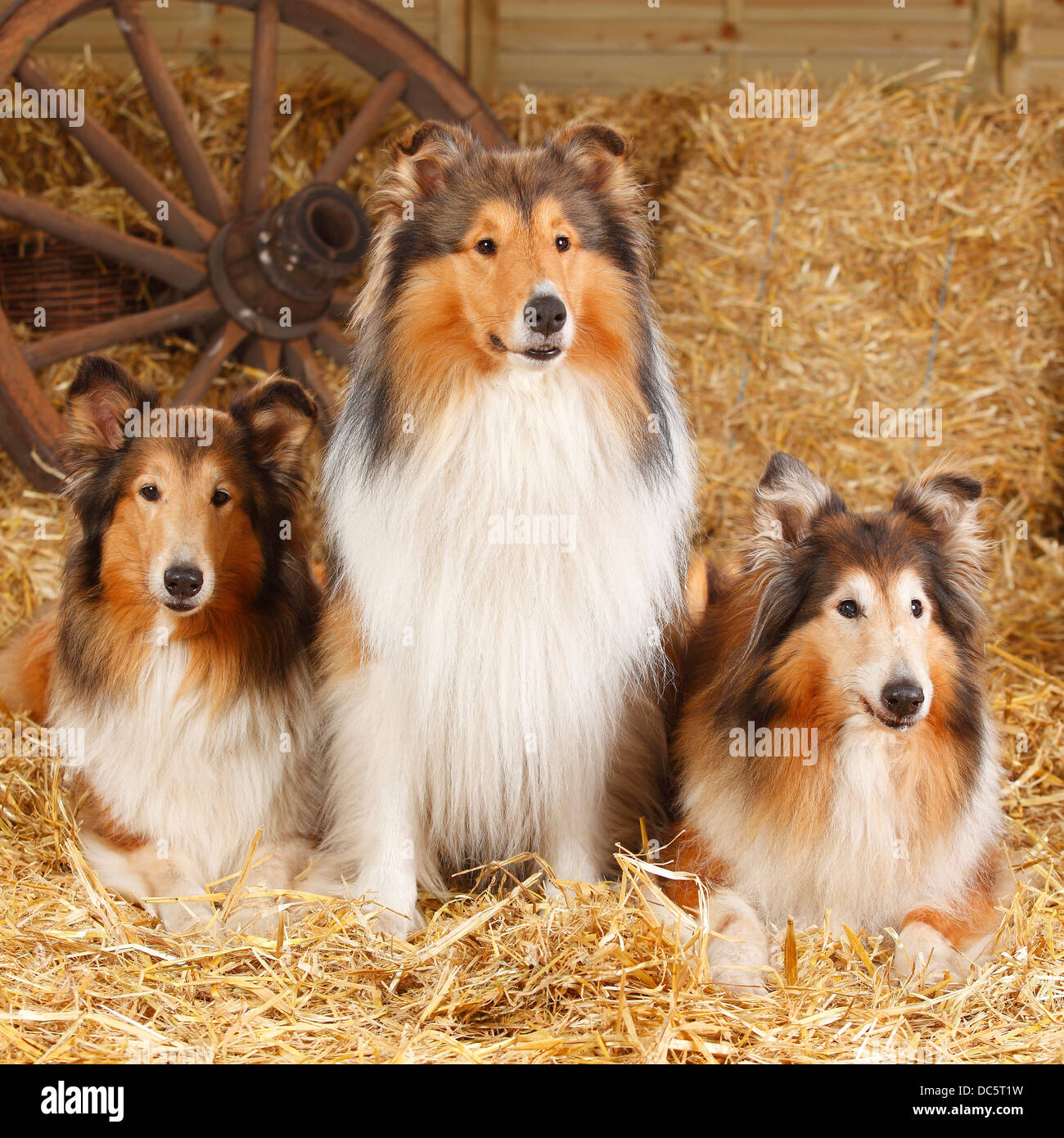 Rough Collies |Collies / Schottischer Schaeferhund Stock Photo - Alamy
