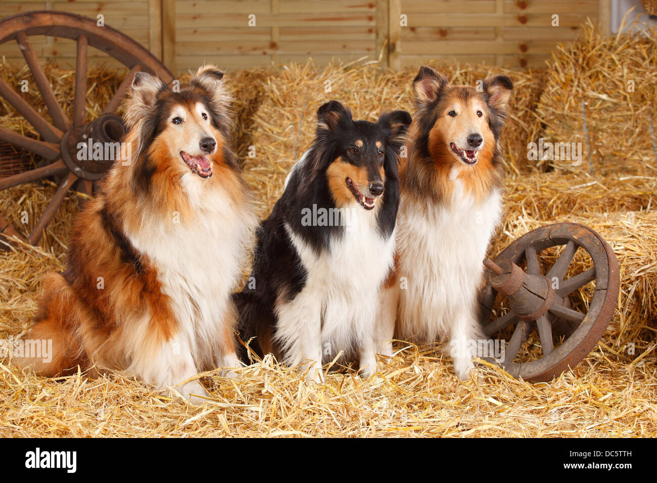 Collie Rough Scotch Short Cut