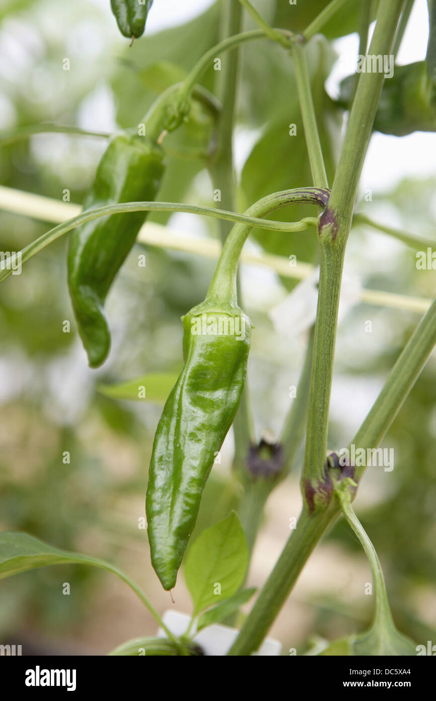 Desarrollo vertical hi-res stock photography and images - Alamy