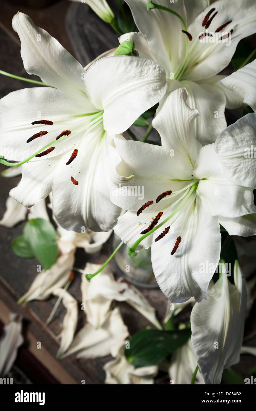 White lilies hi-res stock photography and images - Alamy