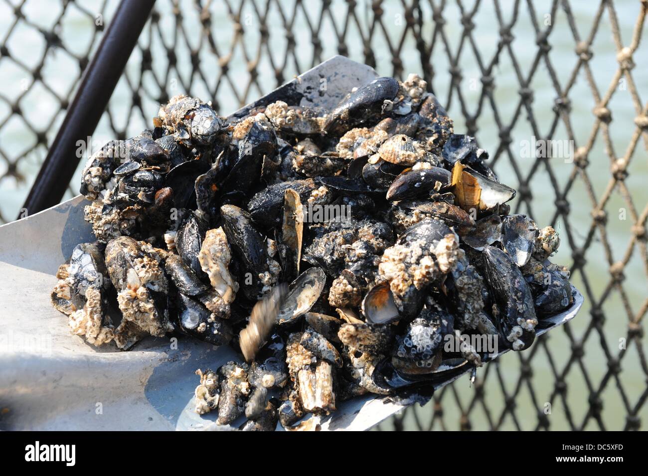 Mussels are taken out of a net onboard of the shell fishing boat ...