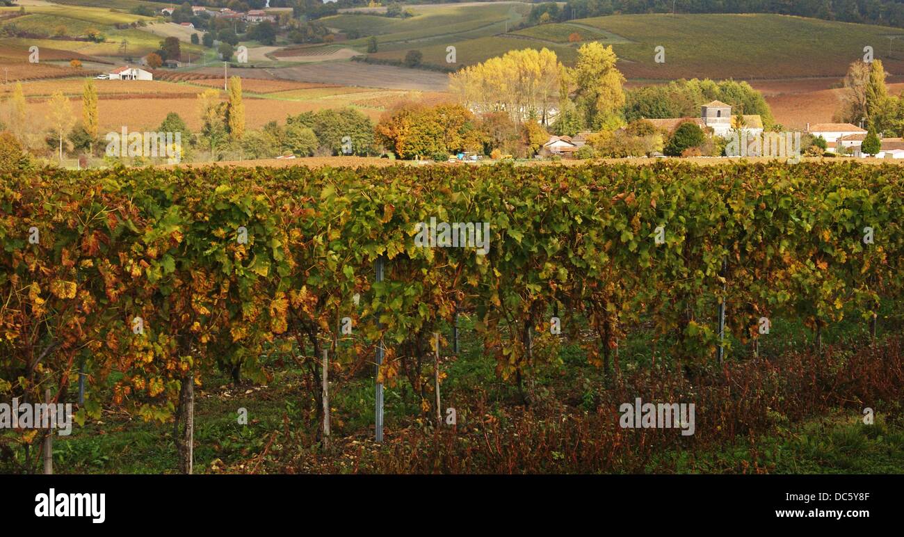 Wine fields surrounding the village of Bonneuil in the Cognac area ...