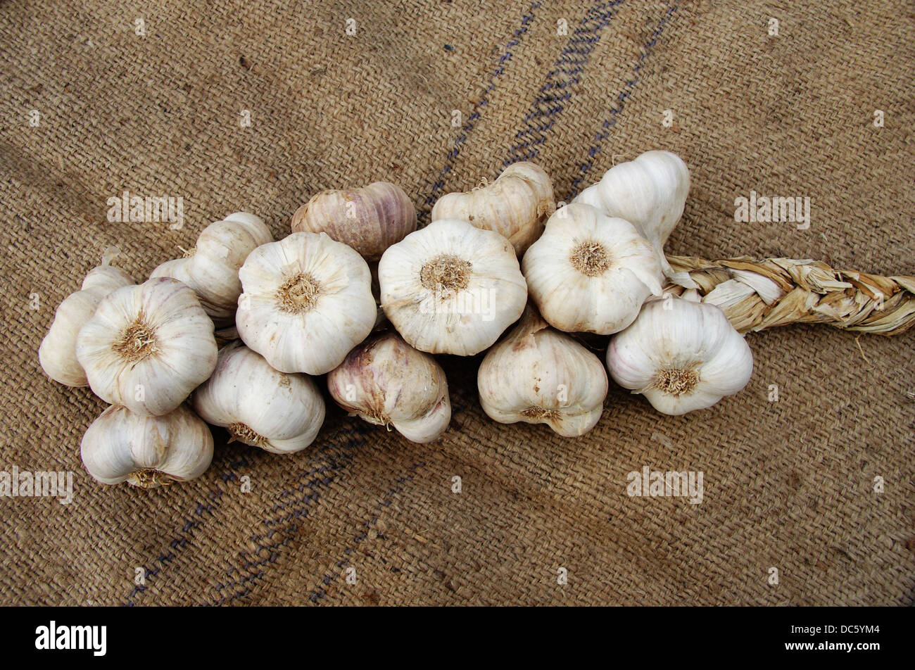 Close up of a plait of garlic bulbs Stock Photo - Alamy