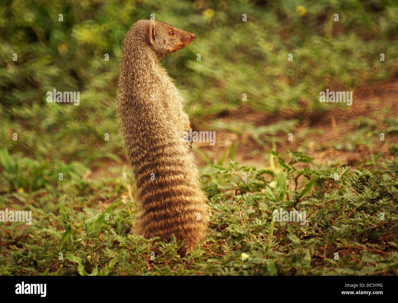 Striped mongoose hi-res stock photography and images - Alamy