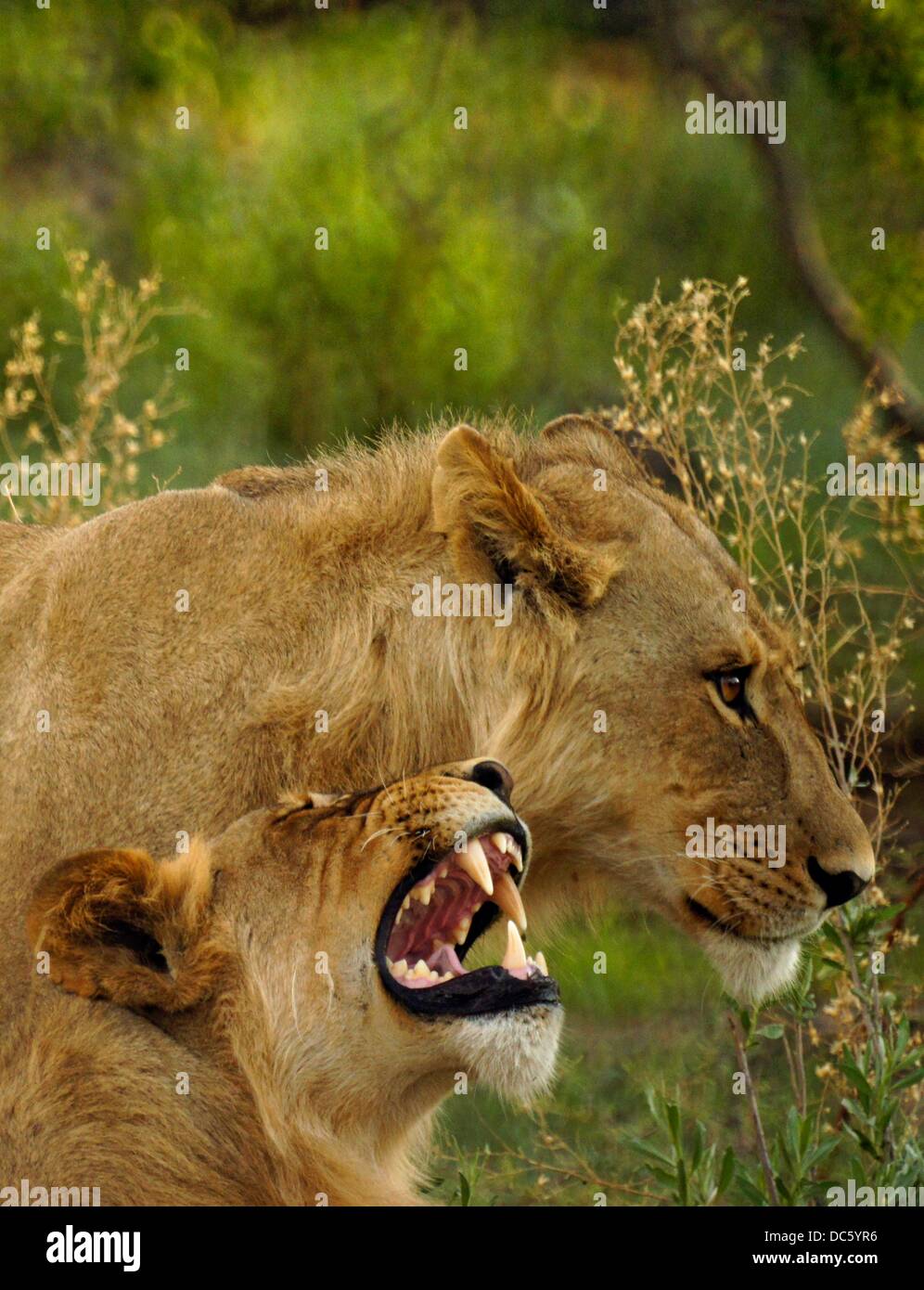 The lion and the lady hi-res stock photography and images - Alamy