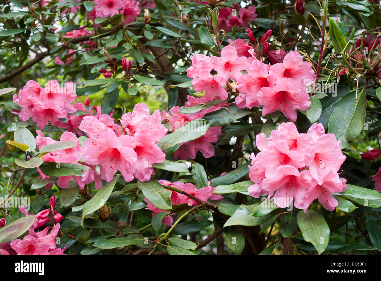 Pink Rhododendron flowers Stock Photo - Alamy