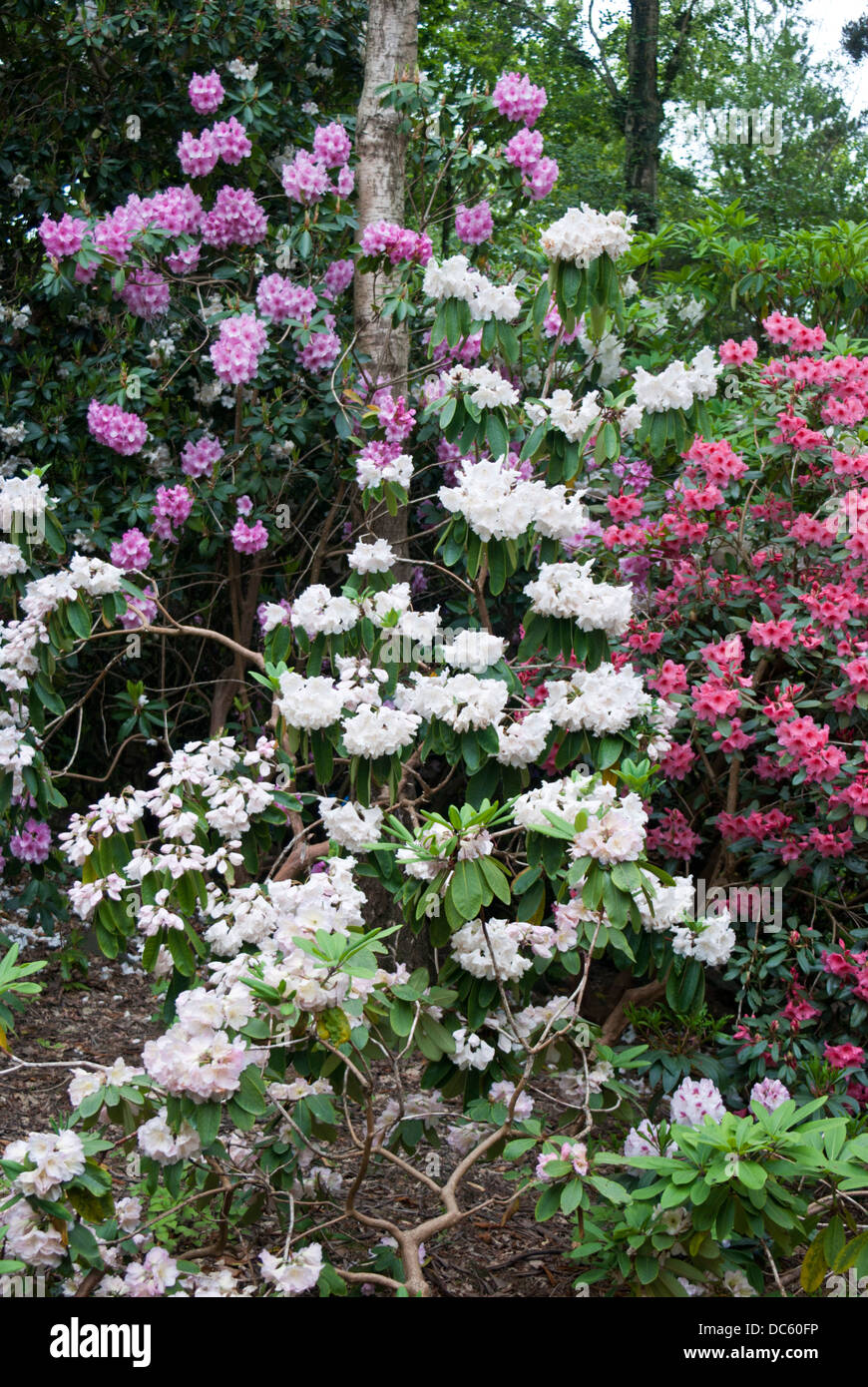 Informal planting hi-res stock photography and images - Alamy