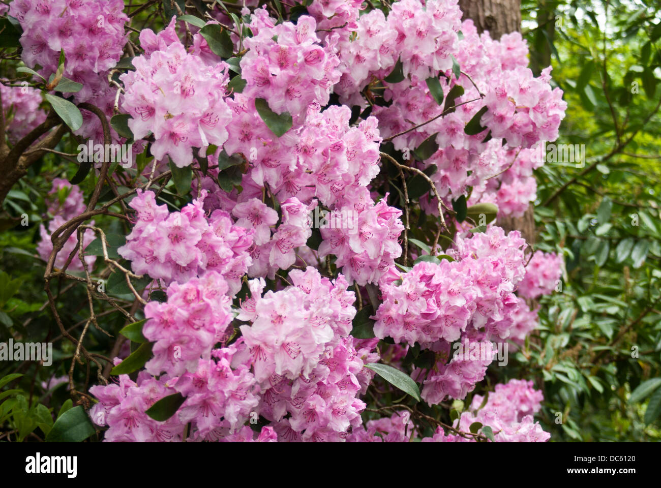 Pink Rhododendron flowers Stock Photo - Alamy