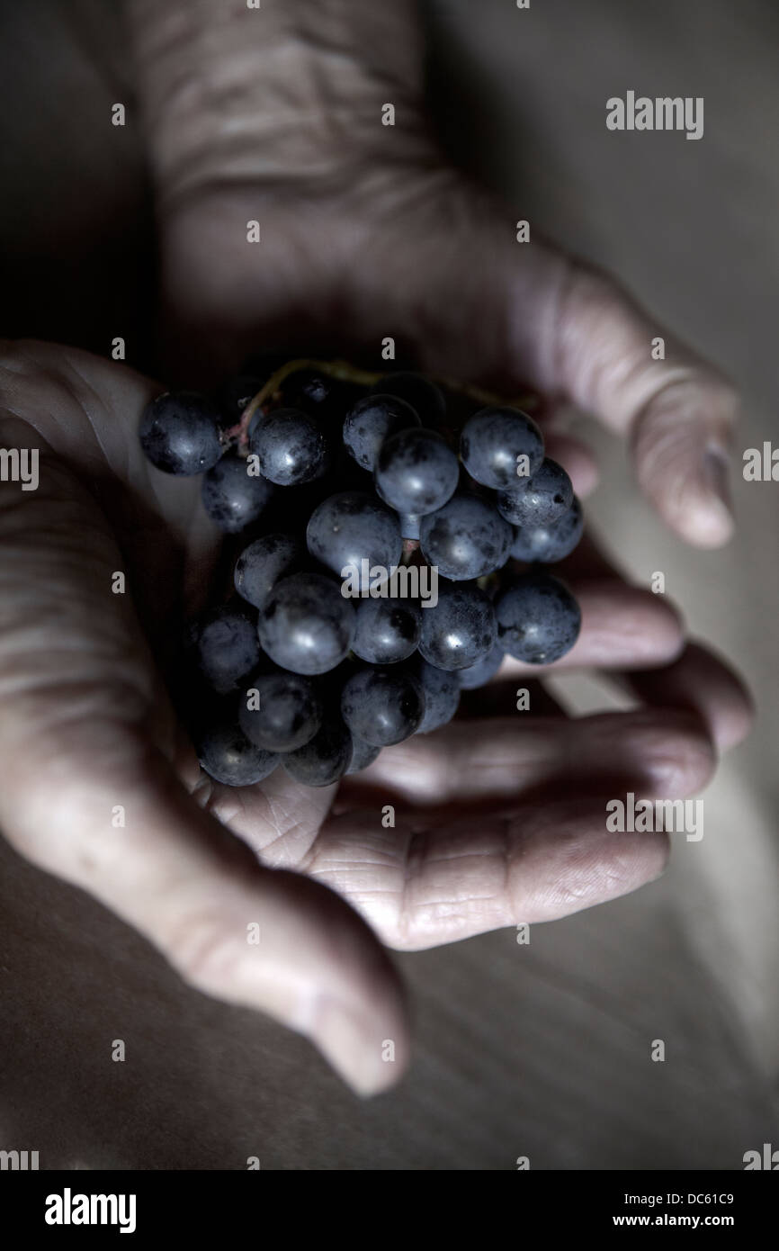 HAND WITH GRAPES Stock Photo - Alamy