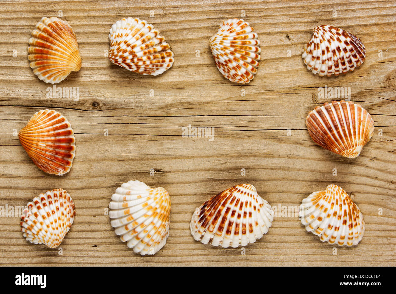 Frame of sea shells on old wooden board Stock Photo - Alamy