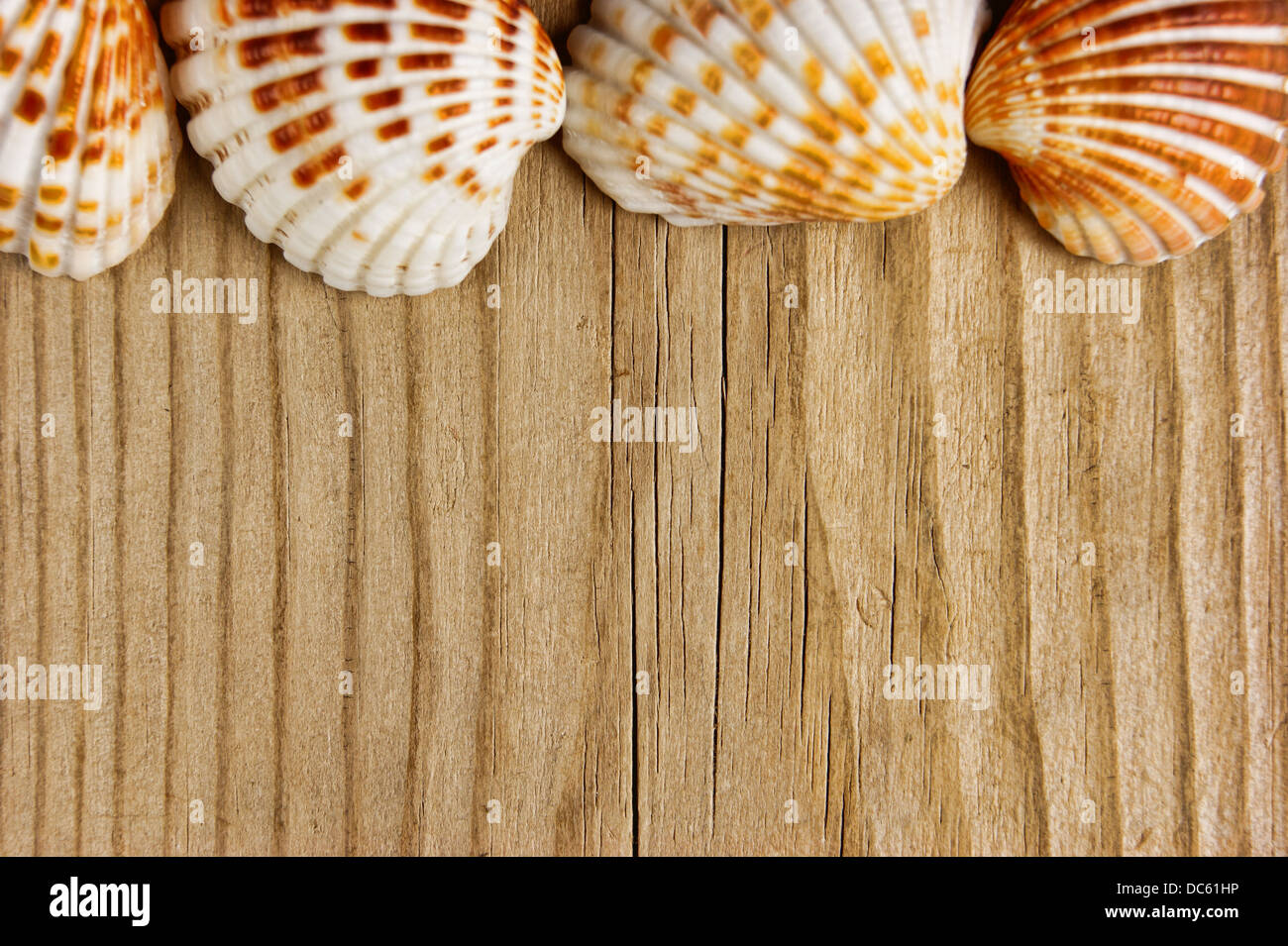 Old shells hi-res stock photography and images - Alamy