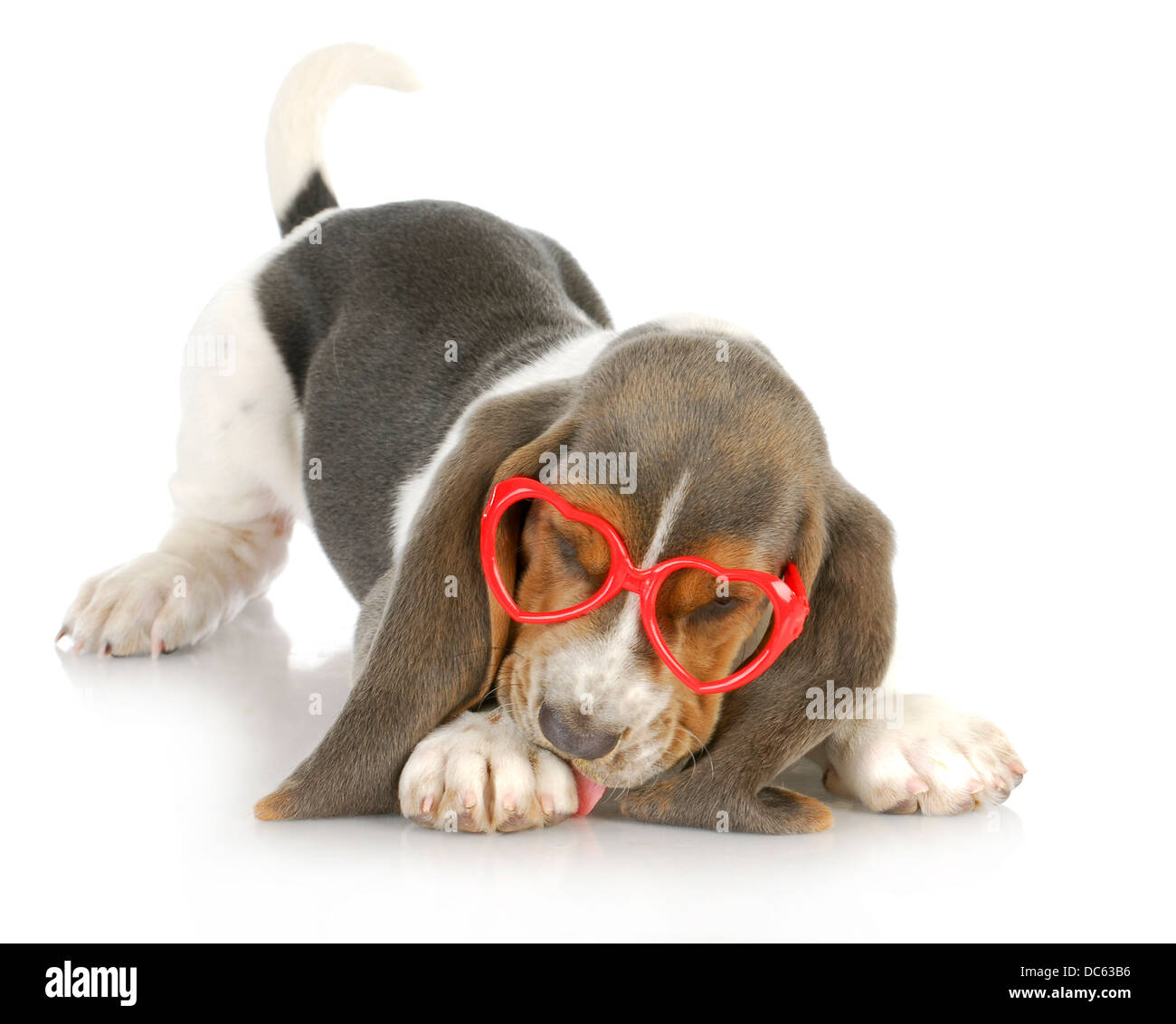 puppy love - basset hound puppy wearing heart shaped glasses - 8 weeks ...
