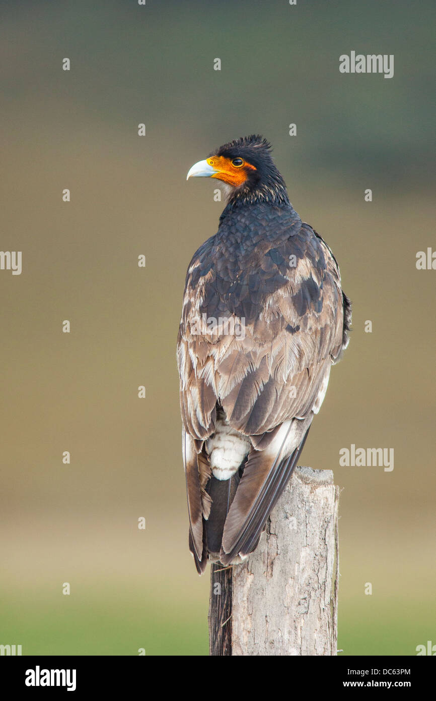 Phalcoboenus carunculatus hi-res stock photography and images - Alamy