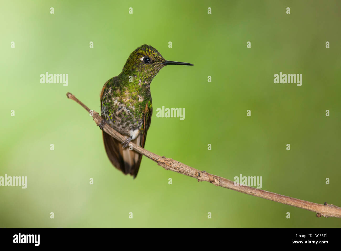 Buff tailed coronet hi-res stock photography and images - Alamy