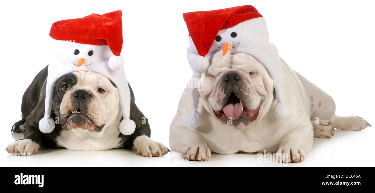 santa dog - two dogs dressed up with cute santa hats on white ...