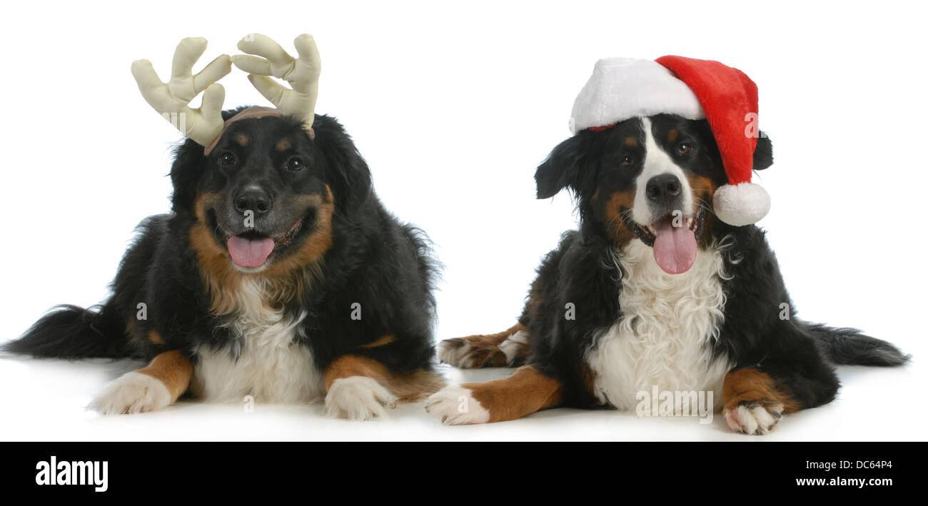 santa and rudolph dogs - bernese mountain dogs dressed up like santa ...