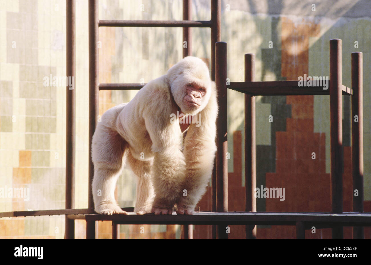Albino gorillas hi-res stock photography and images - Alamy