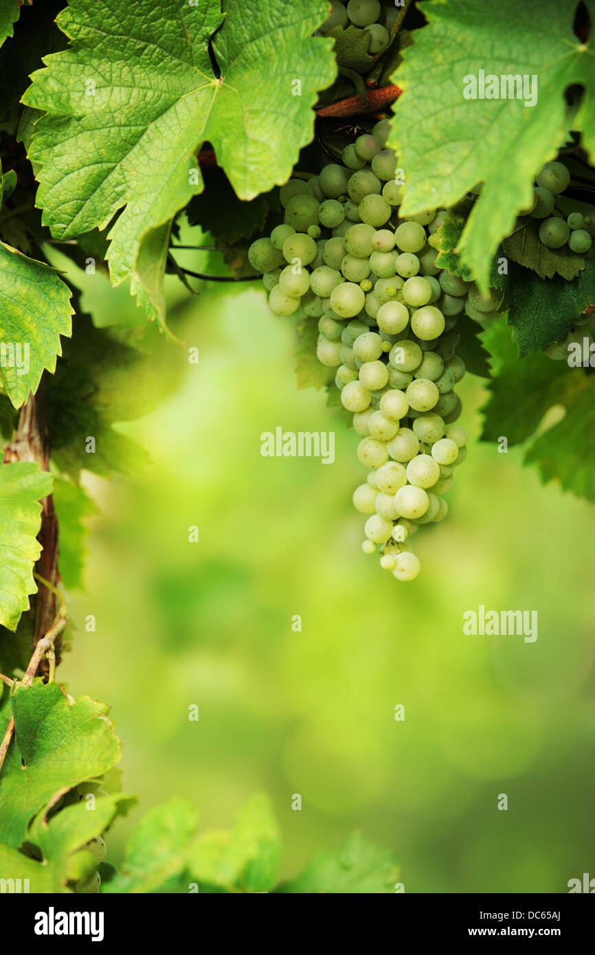 bunch of grapes Stock Photo - Alamy