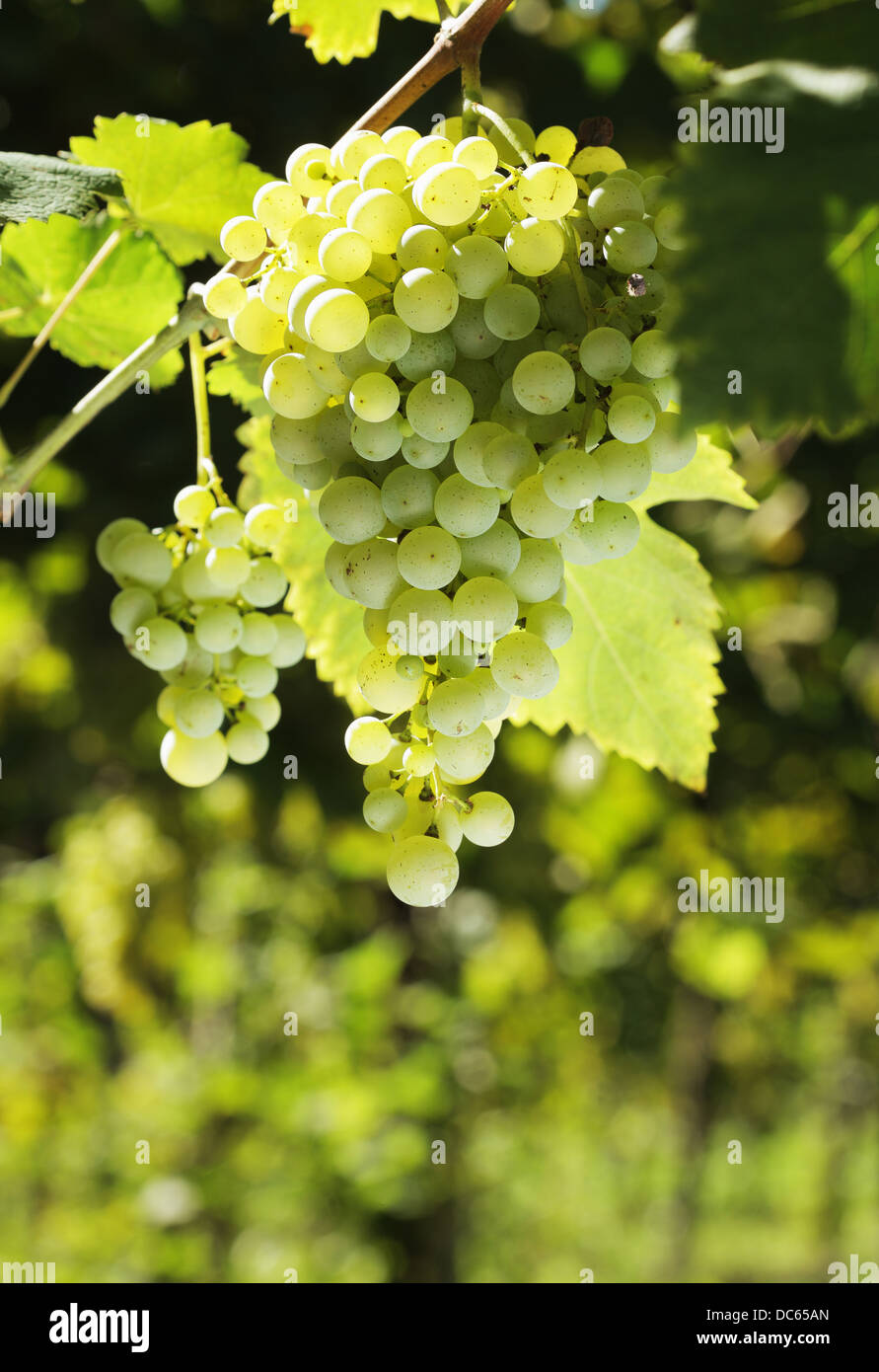 Bunches agriculture hi-res stock photography and images - Alamy