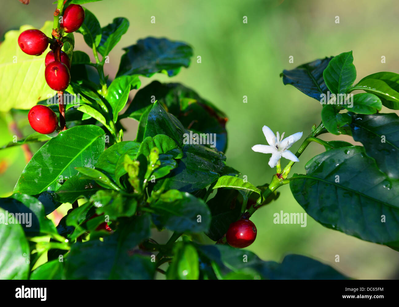 A coffee plant with ripening cherries and blossom Stock Photo - Alamy