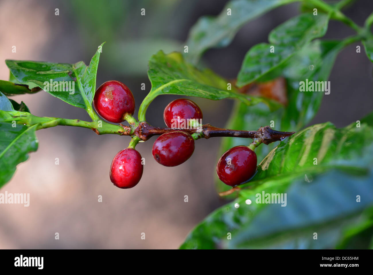 Coffee cherry hi-res stock photography and images - Alamy