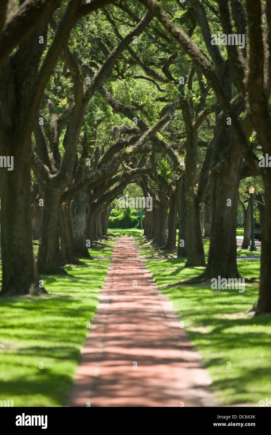 PATH THROUGH LINE OF TREES Stock Photo - Alamy