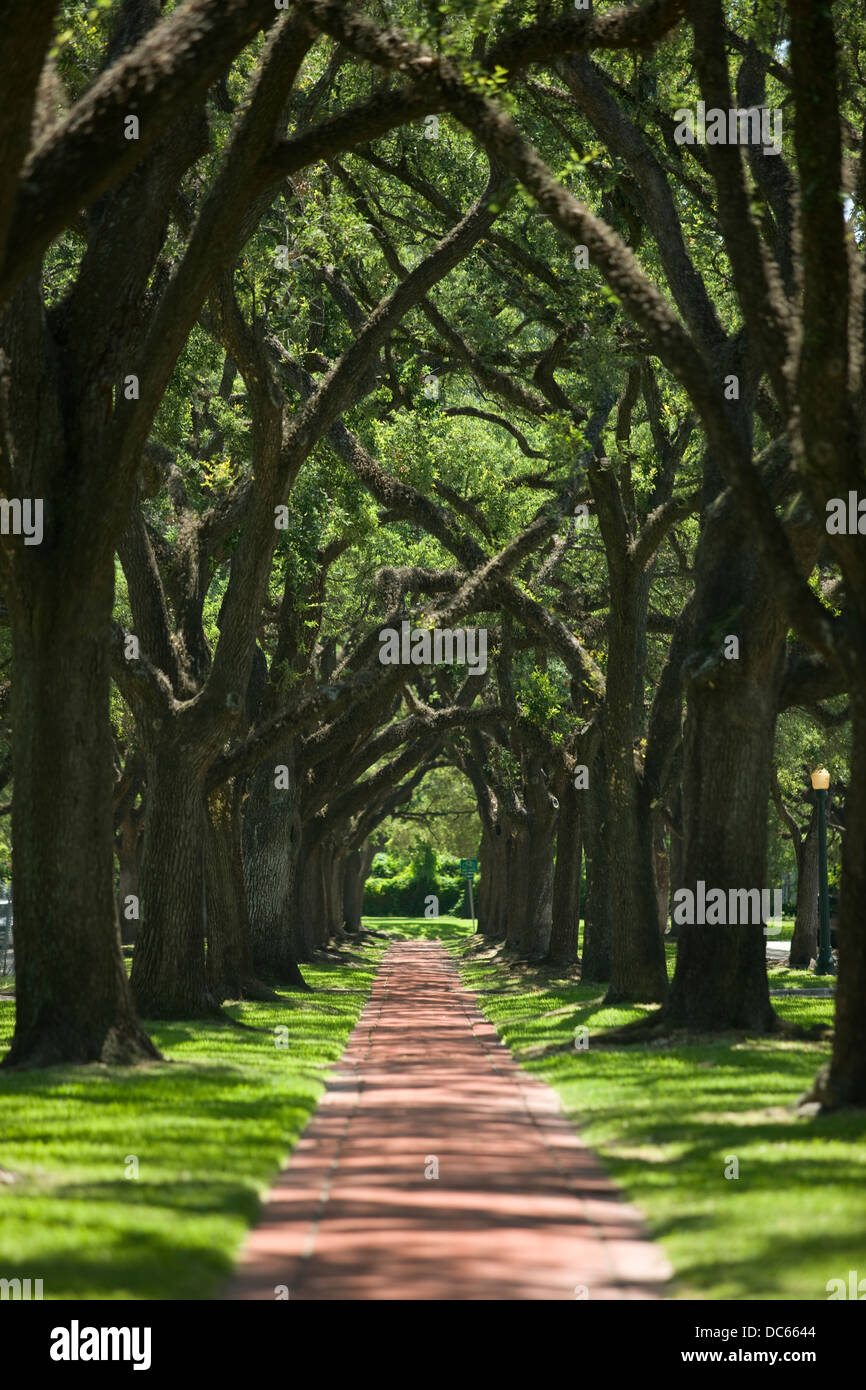 PATH THROUGH LINE OF TREES Stock Photo - Alamy