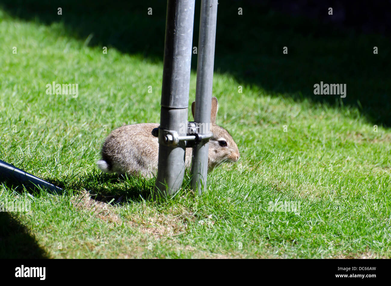 Wild rabbit (Oryctolagus cuniculus) in a garden in Linlithgow, Scotland ...