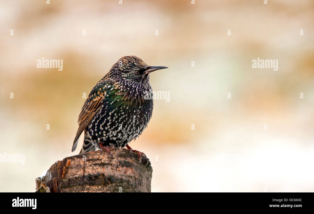 Adult starling hi-res stock photography and images - Alamy